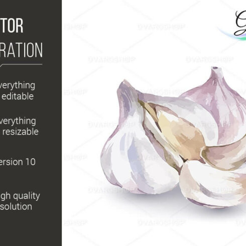 Hand-Drawn Watercolor Painting Garlic | Master Bundles