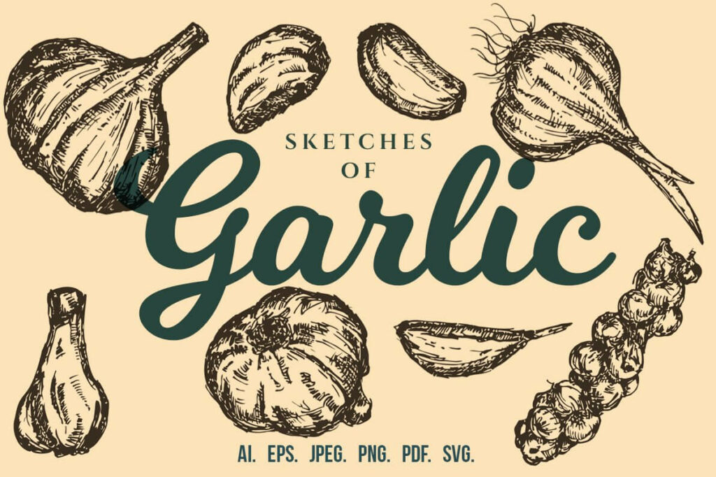 Garlic Sketches – MasterBundles