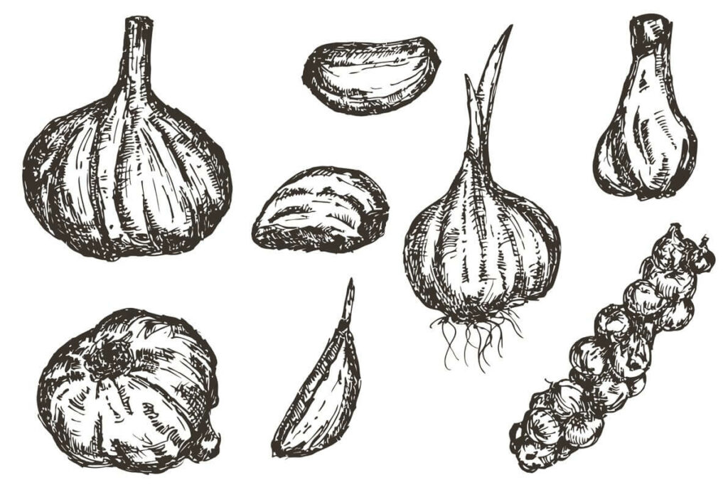 Garlic Sketches – MasterBundles