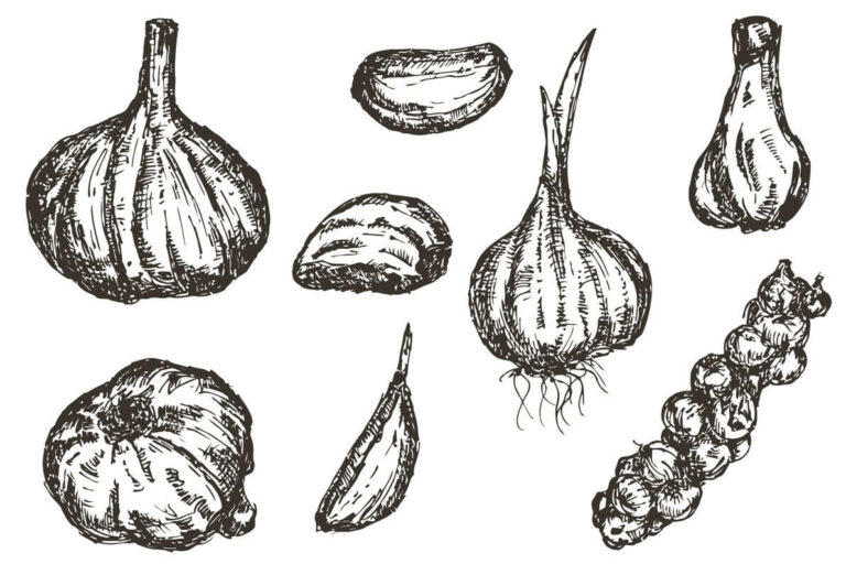 Garlic Sketches – MasterBundles