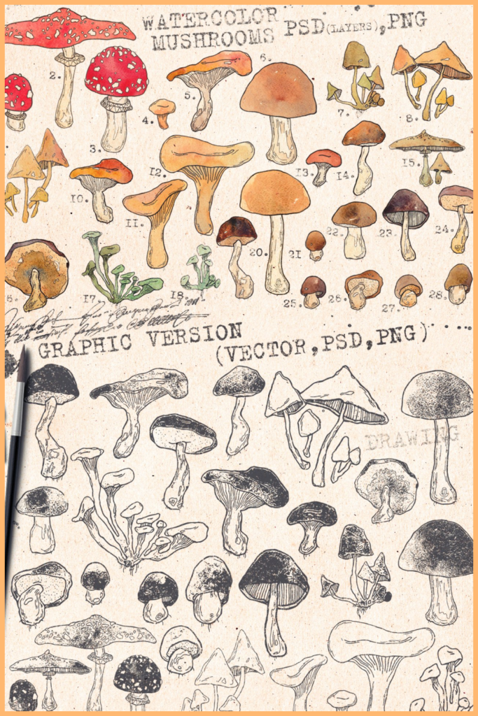 Watercolor Mushrooms Set | Master Bundles