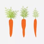 Jumbo Carrot SVG Bundle – MasterBundles