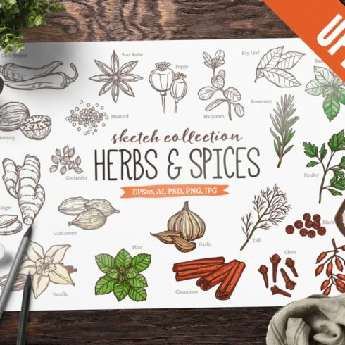 Herbs And Spices Sketches | Master Bundles