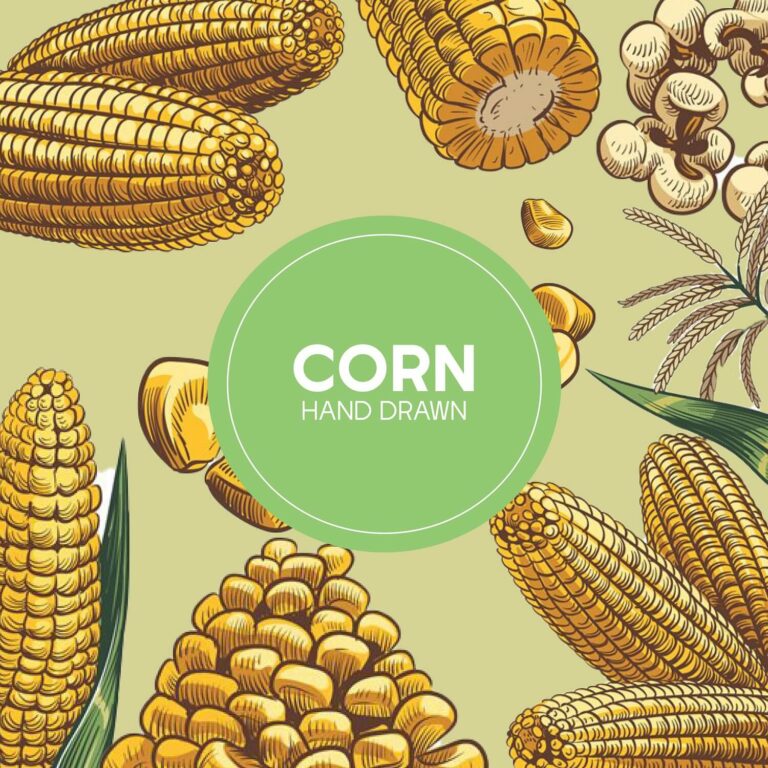 Hand Drawn Ears of Wheat and Corn Isolated on White Backgrou ...