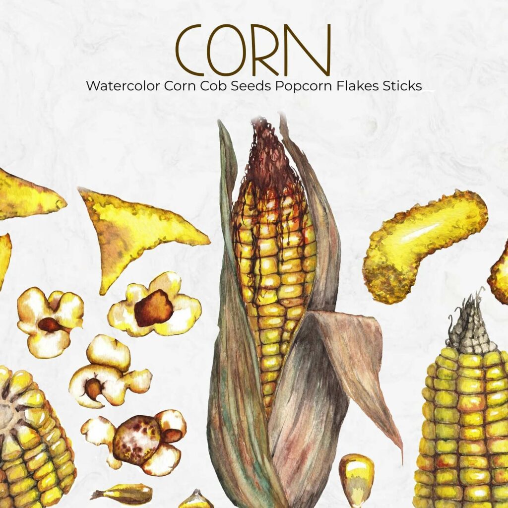 Watercolor Corn Cob Seeds Popcorn Flakes Sticks Chips PNG – MasterBundles