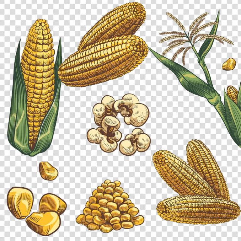Hand Drawn Ears of Wheat and Corn Isolated on White Backgrou ...
