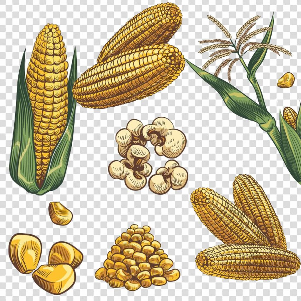 Hand Drawn Corn. Cereal Maize Plants, Corn Cob and Grains Ve ...