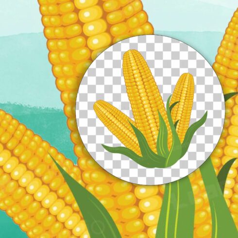 Vector Illustration - Realistic Corn – MasterBundles