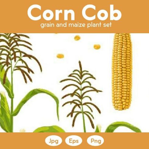 Corn Cob, Grain and Maize Plant Set | Master Bundles