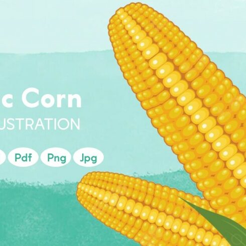 Vector Illustration - Realistic Corn | Master Bundles