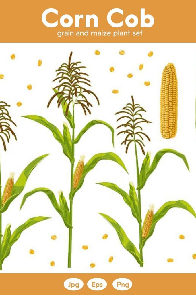 Corn Cob, Grain and Maize Plant Set – MasterBundles