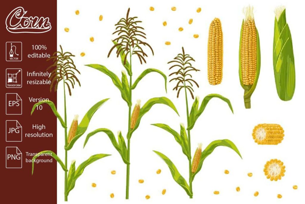 Corn Cob, Grain and Maize Plant Set – MasterBundles