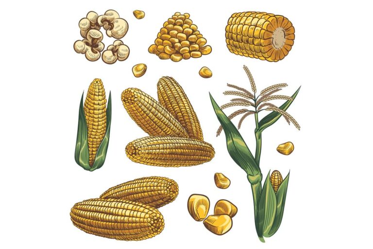 Hand Drawn Ears of Wheat and Corn Isolated on White Backgrou ...