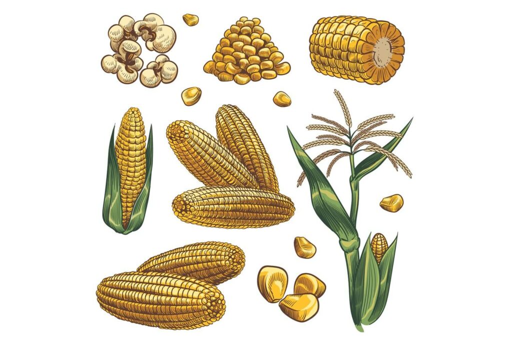 Hand Drawn Corn. Cereal Maize Plants, Corn Cob and Grains Ve ...
