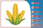 Vector Illustration - Realistic Corn – MasterBundles