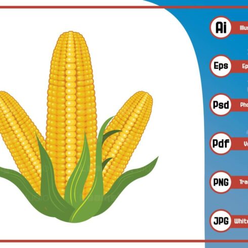 Vector Illustration - Realistic Corn | Master Bundles
