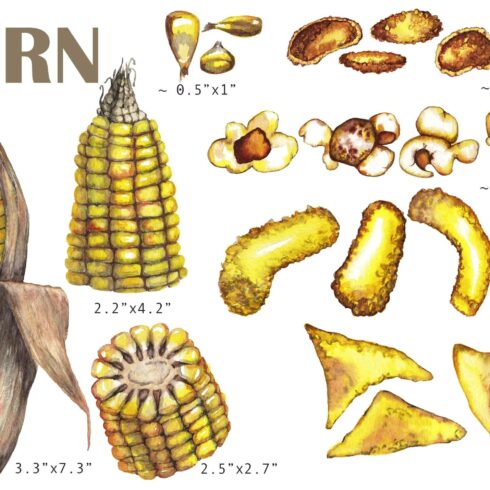 Watercolor Corn Cob Seeds Popcorn Flakes Sticks Chips PNG | Master Bundles