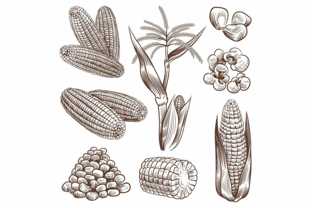 Sketch Corn. Hand Drawn Vintage Drawing Cereal Plants Agricu ...