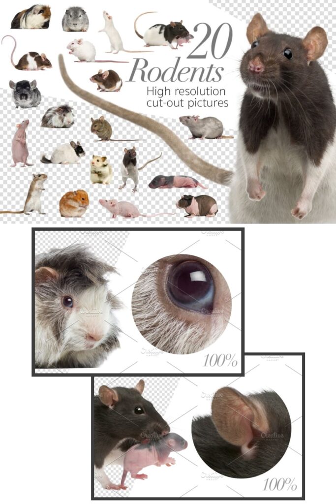 20 Rodents - Cut-Out Pictures – MasterBundles