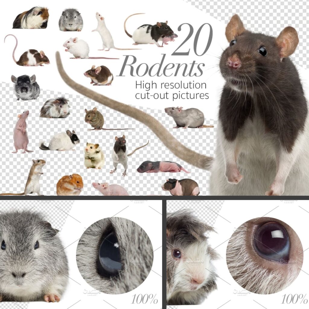 20 Rodents - Cut-Out Pictures – MasterBundles