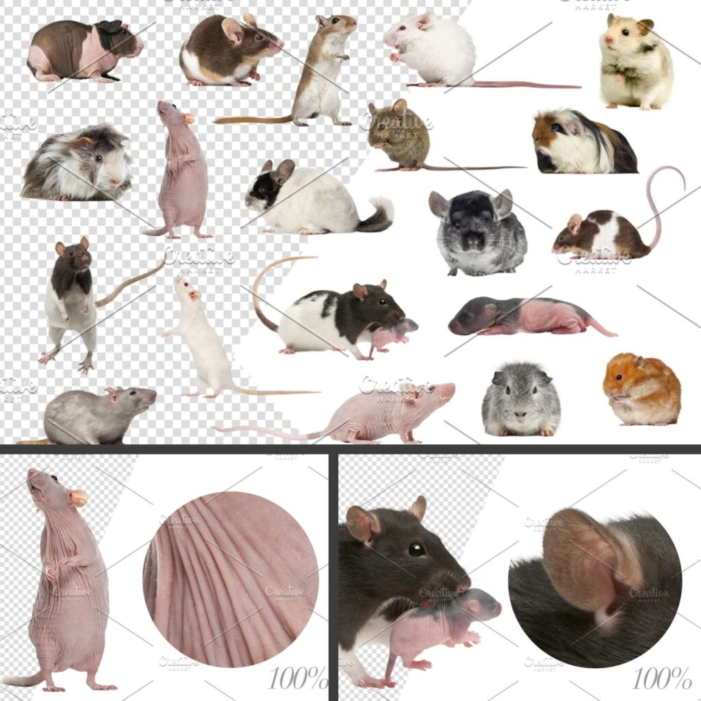 20 Rodents - Cut-Out Pictures – MasterBundles