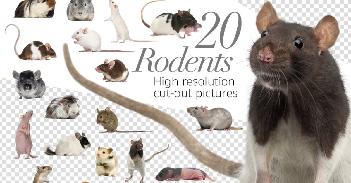 20 Rodents - Cut-Out Pictures – MasterBundles
