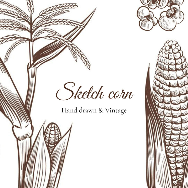 Sketch Corn. Hand Drawn Vintage Drawing Cereal Plants Agricu ...