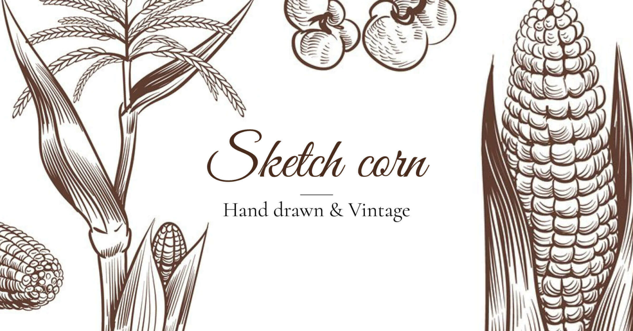 Sketch Corn. Hand Drawn Vintage Drawing Cereal Plants Agricu ...