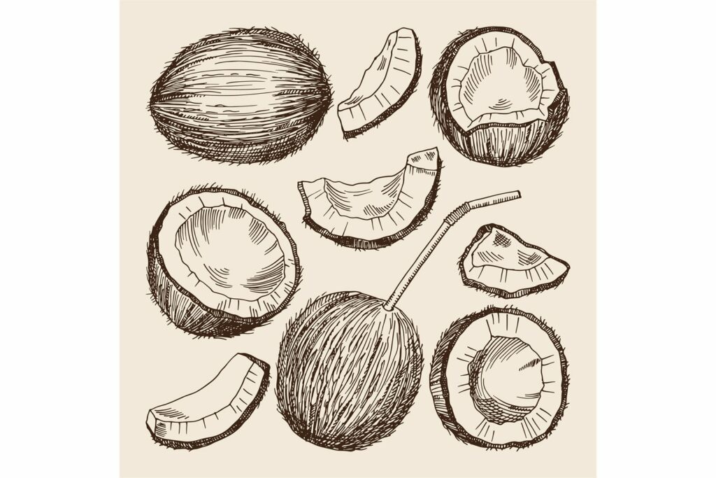Hand Drawing Illustrations of Different Sides of Coconut – MasterBundles