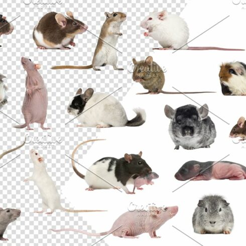 20 Rodents - Cut-Out Pictures | Master Bundles