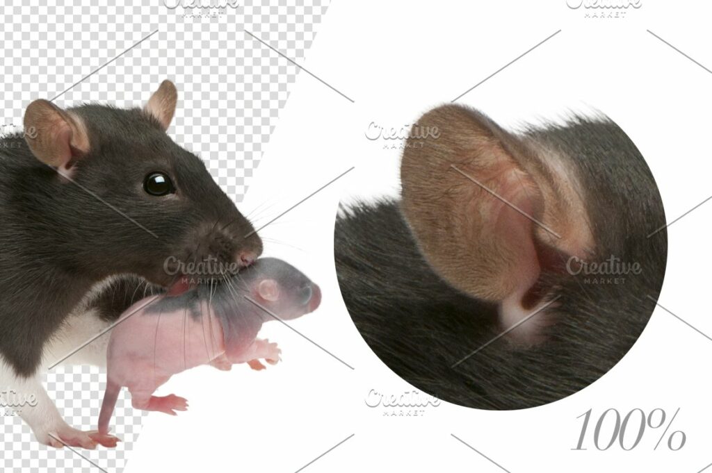 20 Rodents - Cut-Out Pictures – MasterBundles