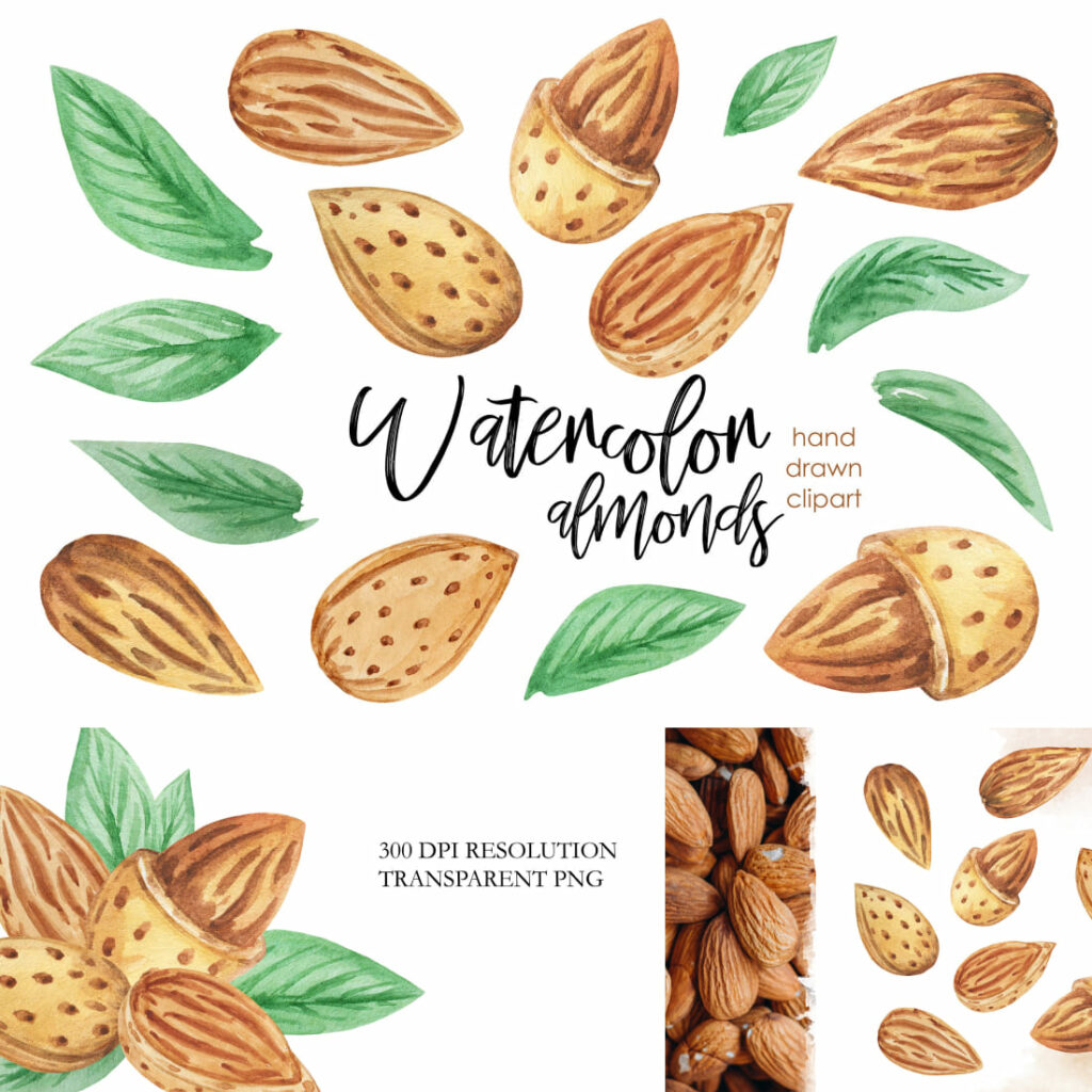 Watercolor Almonds Nuts Clipart, Nuts and Seeds Set – MasterBundles