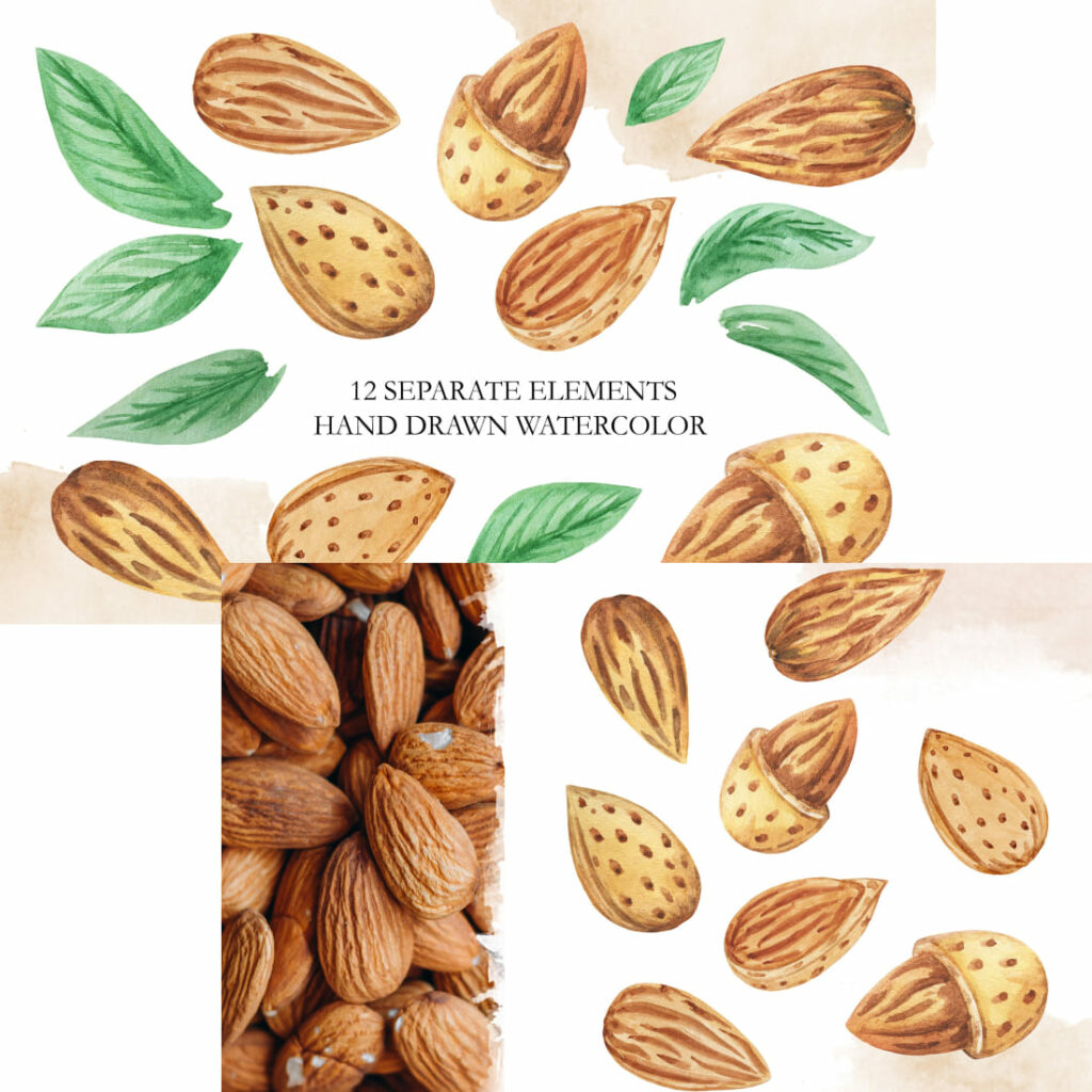 Watercolor Almonds Nuts Clipart, Nuts and Seeds Set – MasterBundles