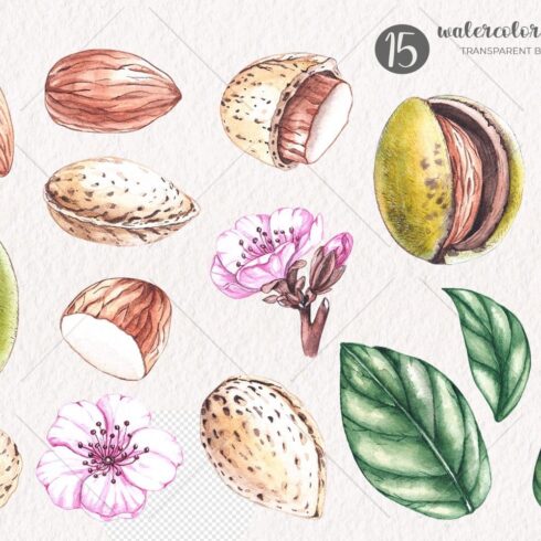 Watercolor Almond Watercolor Clipart PNG | Master Bundles