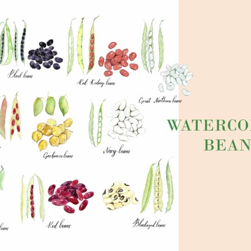 Watercolour Beans Illustration, PNG | MasterBundles