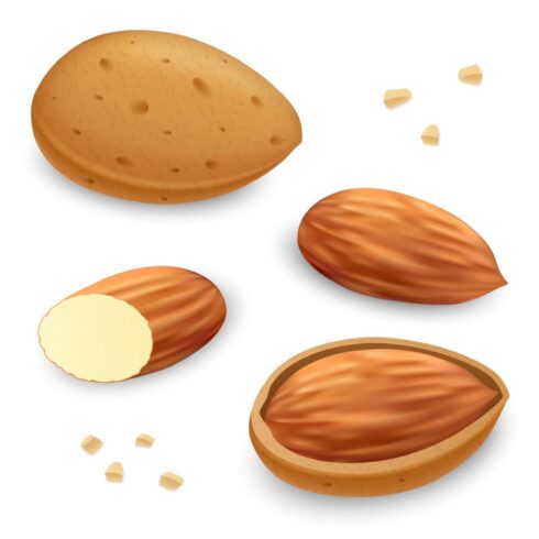 Almond Icon Set, Realistic Style | Master Bundles