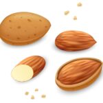 Almond Icon Set, Realistic Style – MasterBundles
