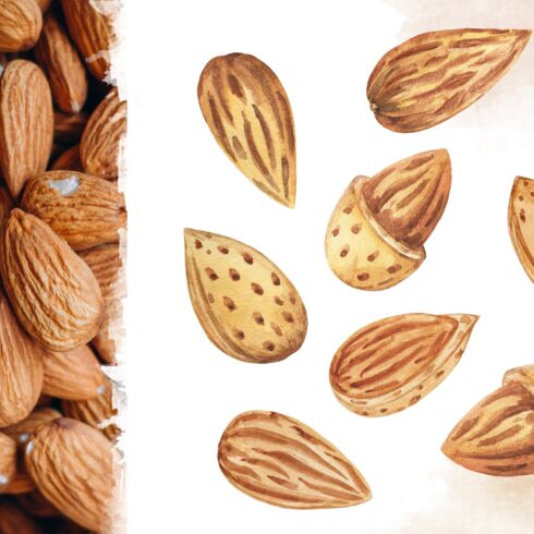 Watercolor Almonds Nuts Clipart, Nuts and Seeds Set | Master Bundles