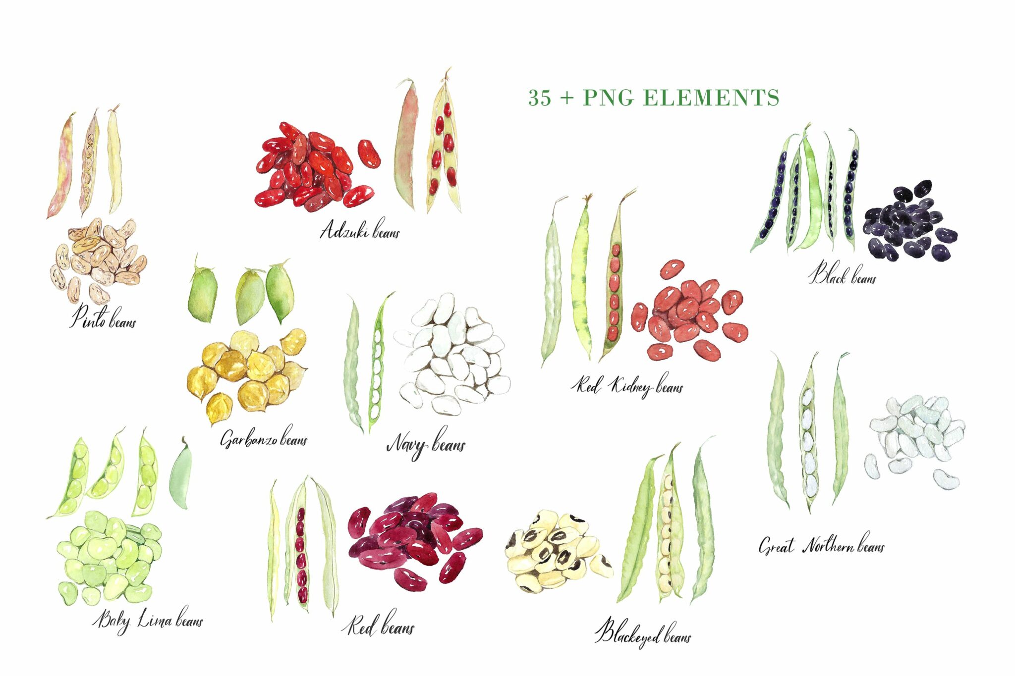 Watercolour Beans Illustration, PNG – MasterBundles