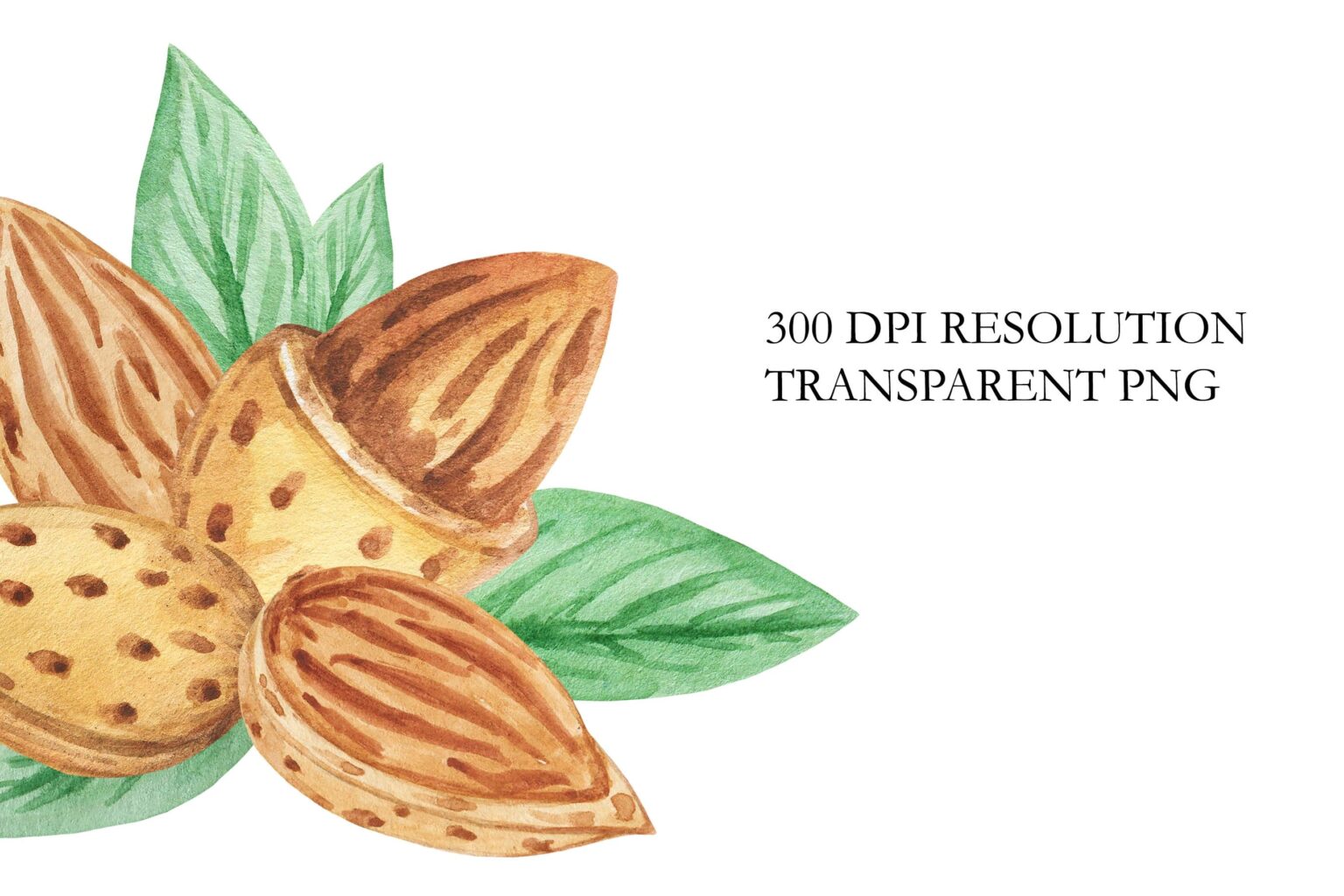 Watercolor Almonds Nuts Clipart, Nuts and Seeds Set – MasterBundles