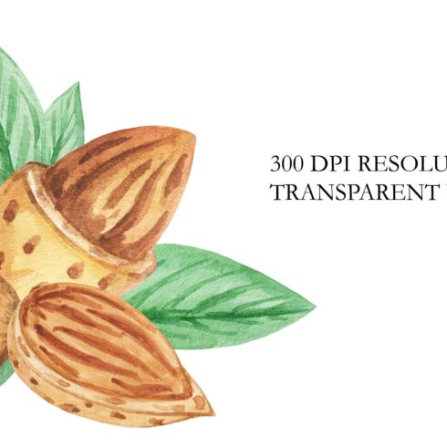 Watercolor Almonds Nuts Clipart, Nuts and Seeds Set | Master Bundles