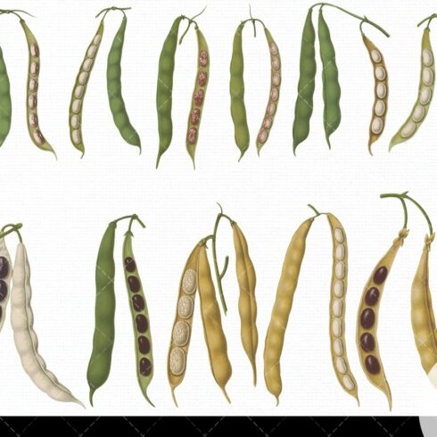Beans Vintage Vegetable Botanical Clip Art | Master Bundles