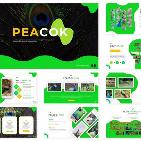 Peacock | Powerpoint Template – MasterBundles