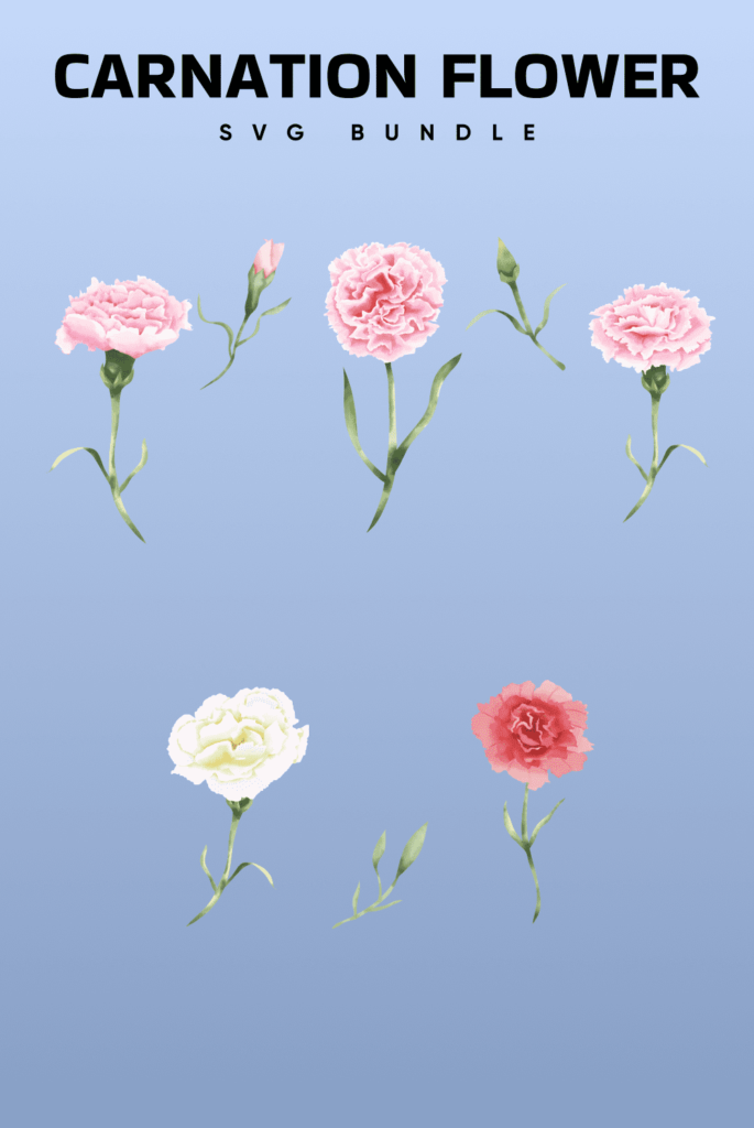 Carnation Flower SVG – MasterBundles