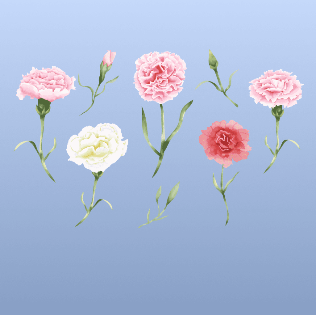 Carnation Flower SVG – MasterBundles