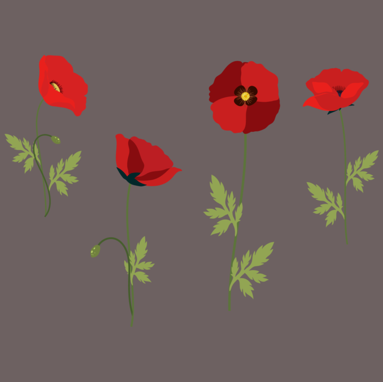Poppy Flowers SVG Designs – MasterBundles