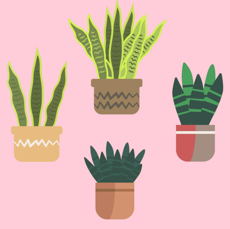 Snake Plant SVG – MasterBundles
