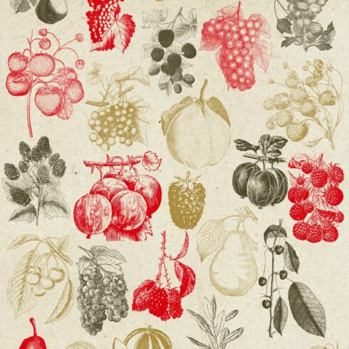 Vintage Fruit Vector Graphics | Master Bundles