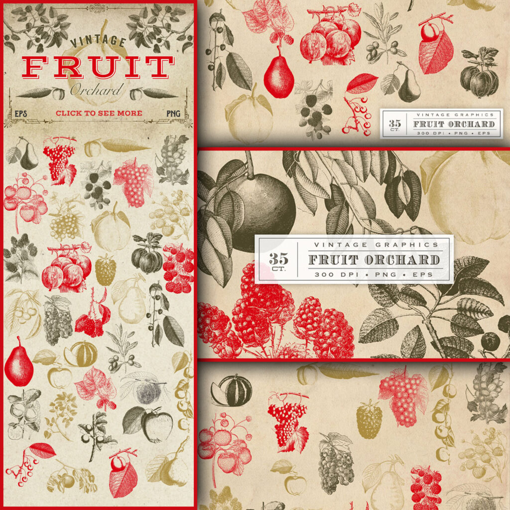 Vintage Fruit Vector Graphics – MasterBundles