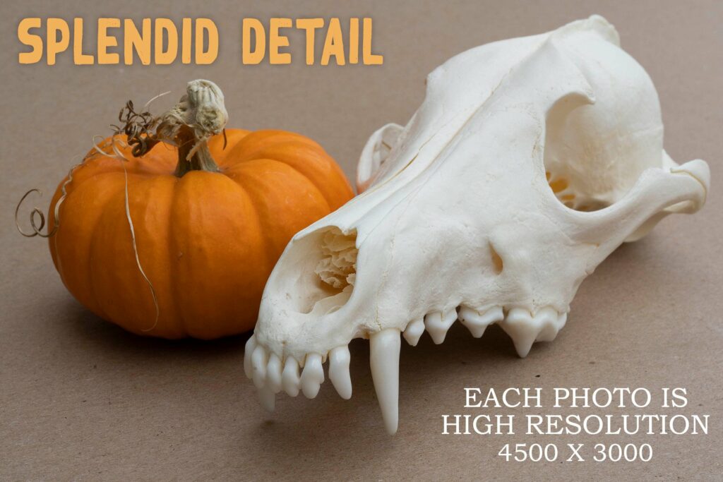 Autumn Themed Still Life Reference – MasterBundles